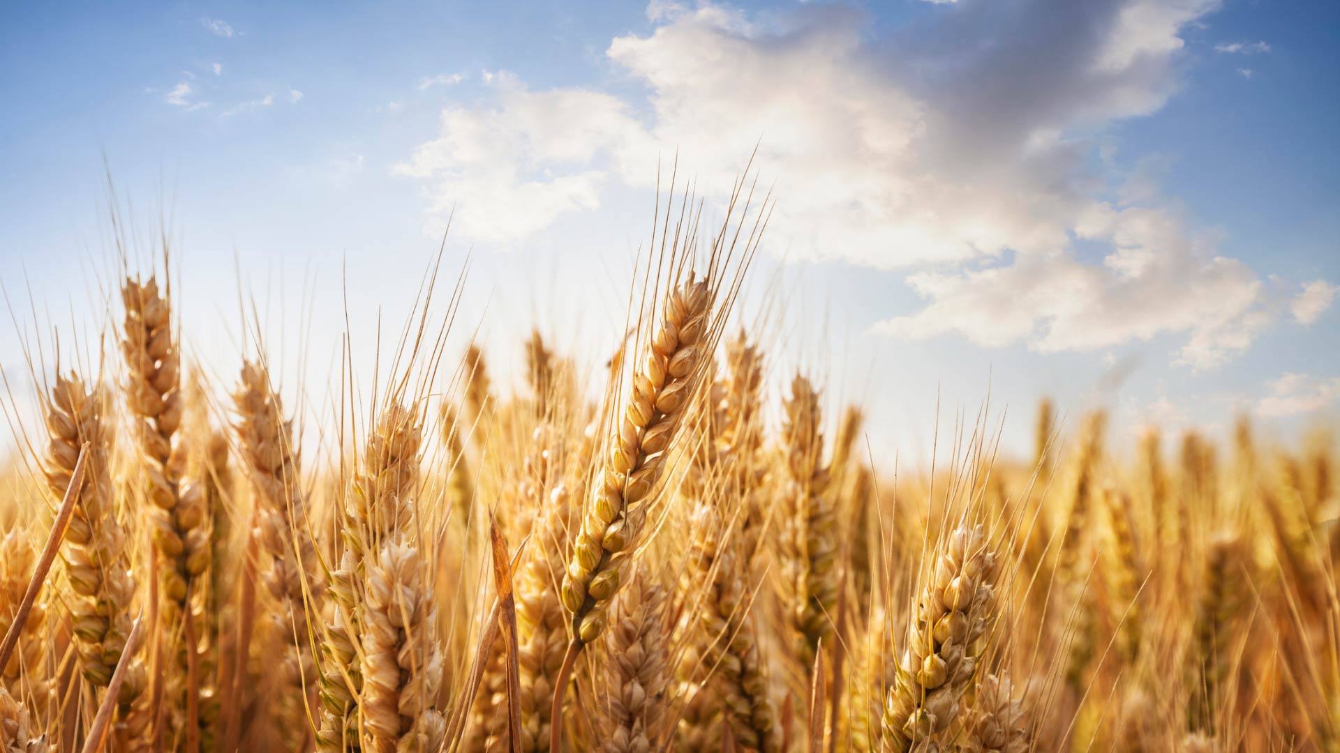 From winter to spring: shifting dynamics in U.S. wheat production