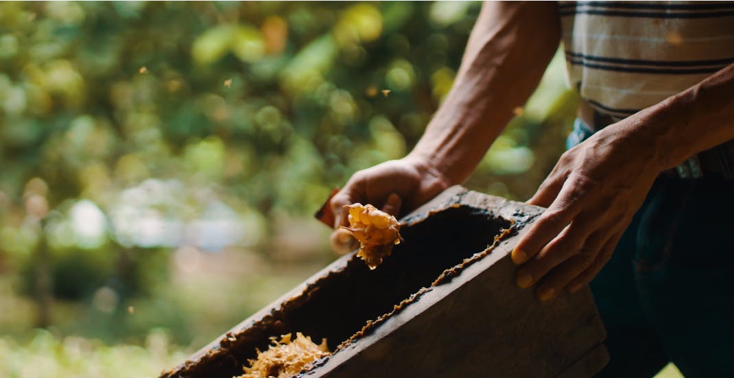 Discover How Calibre Mining is Preserving Biodiversity in its Areas of ...