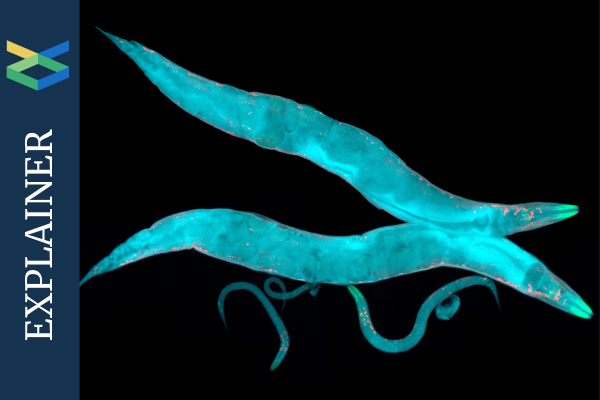 Explainer: What is an Animal Model? | Research Square