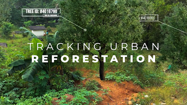 Freetown the Treetown - RE:TV