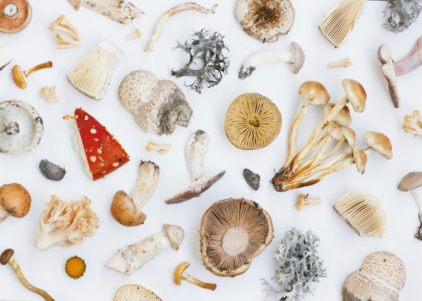 Fungi: Nature’s Engine Of Change - RE:TV