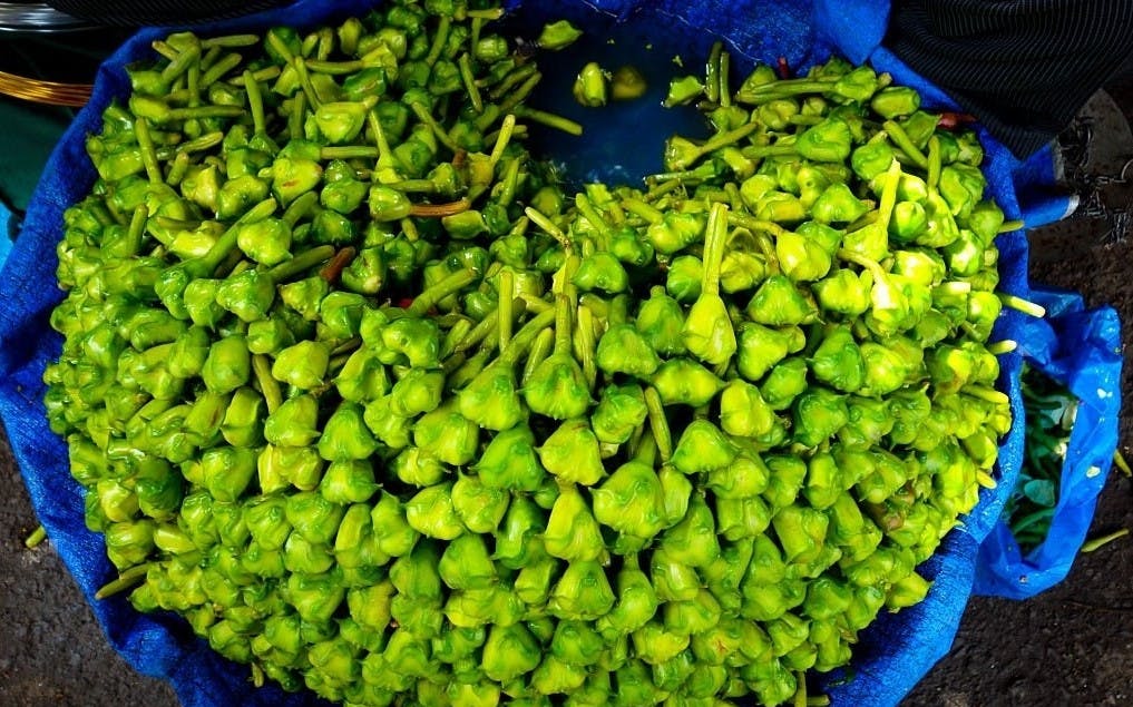 Indian Water Chestnut