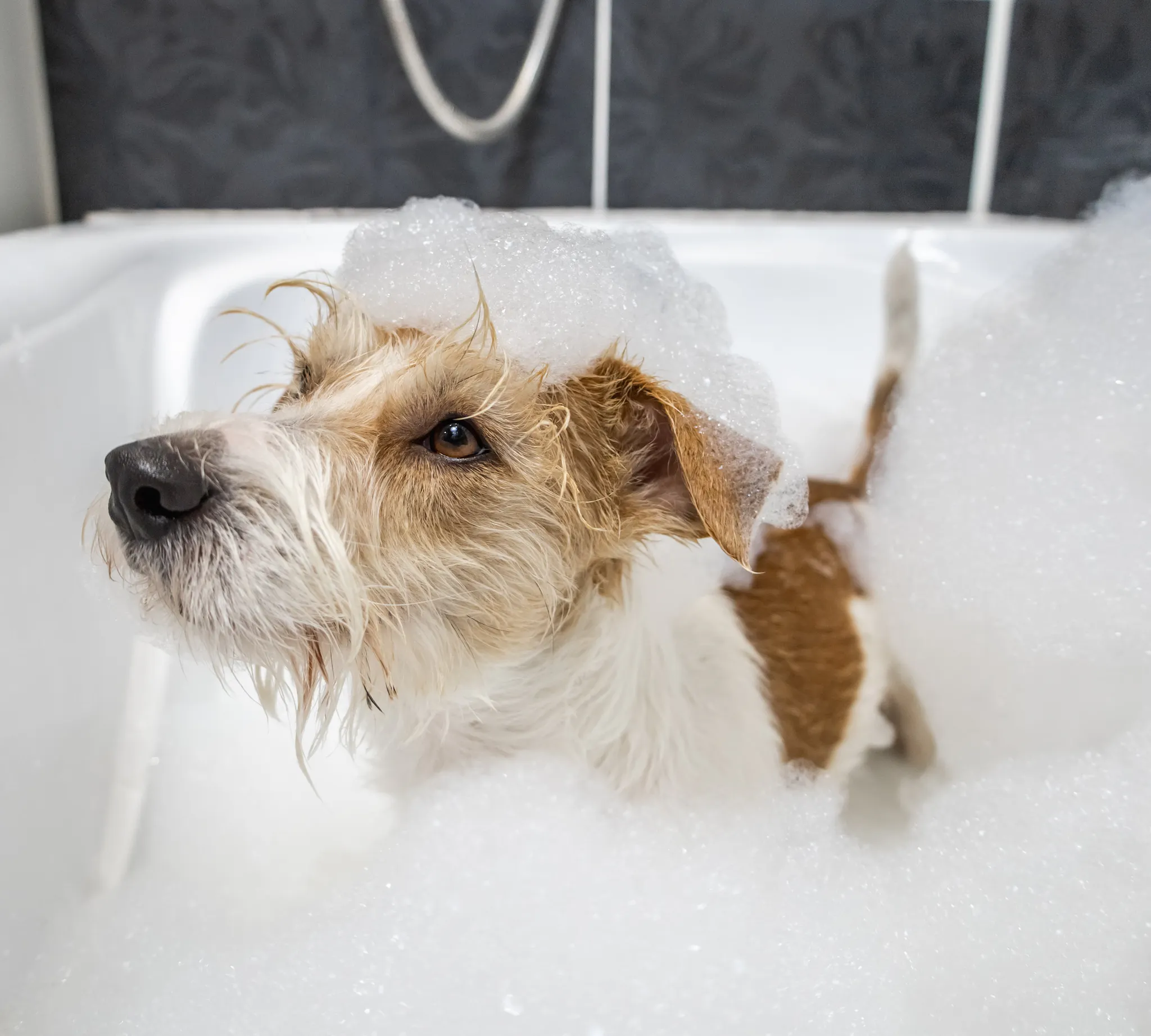 Grooming & Spa | Riley's Ranch Pet Resort