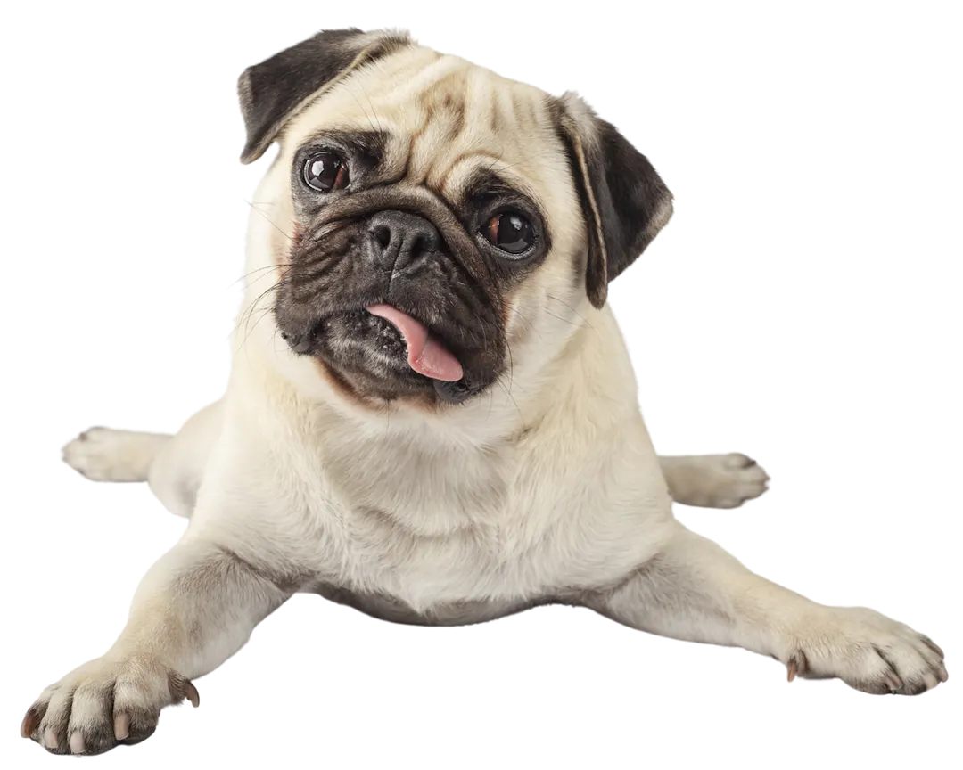 Pet Boarding Services | Riley's Ranch Pet Resort