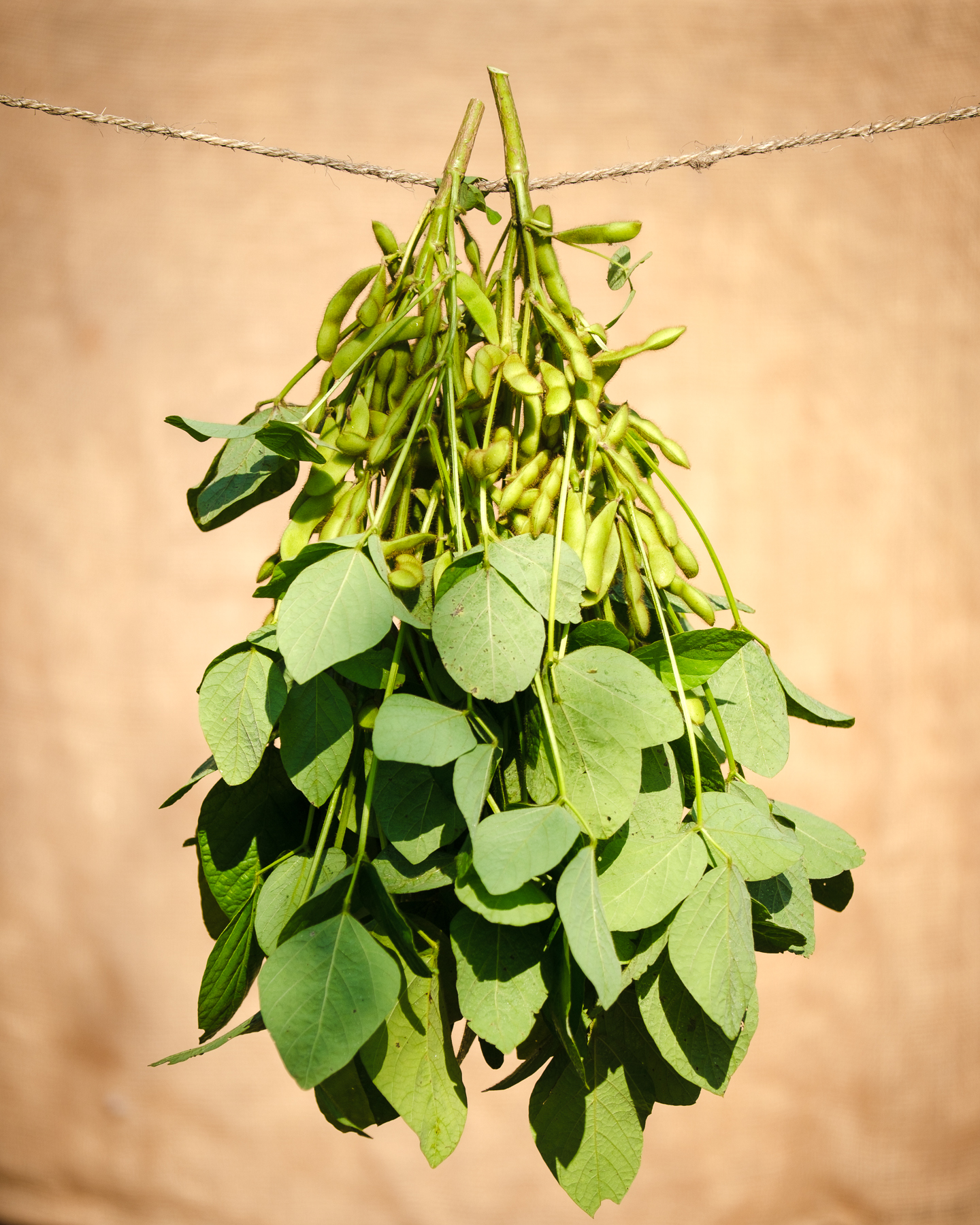 Edamame bio - Le Rizen - Le Rizen