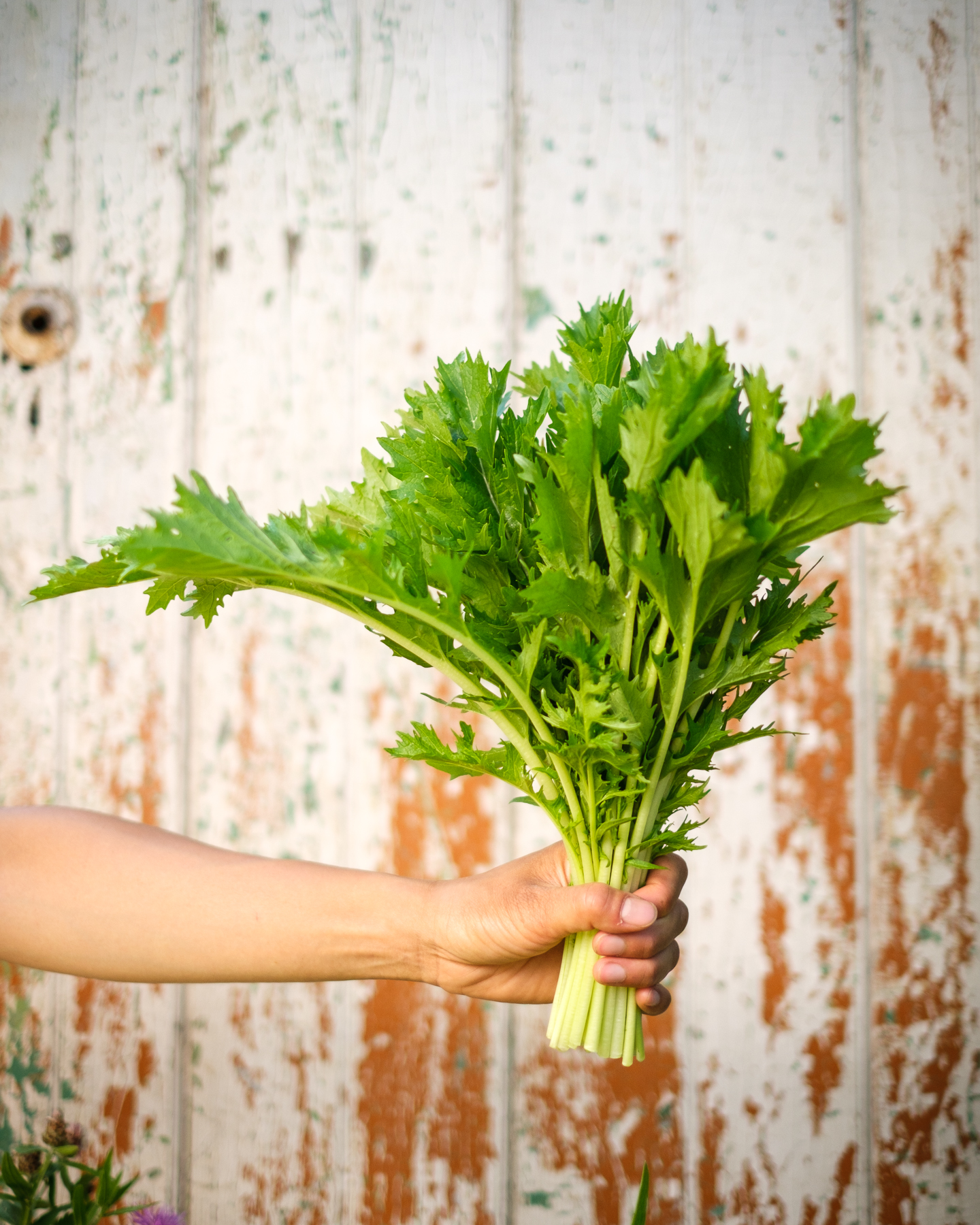 Mizuna bio - Le Rizen - Le Rizen