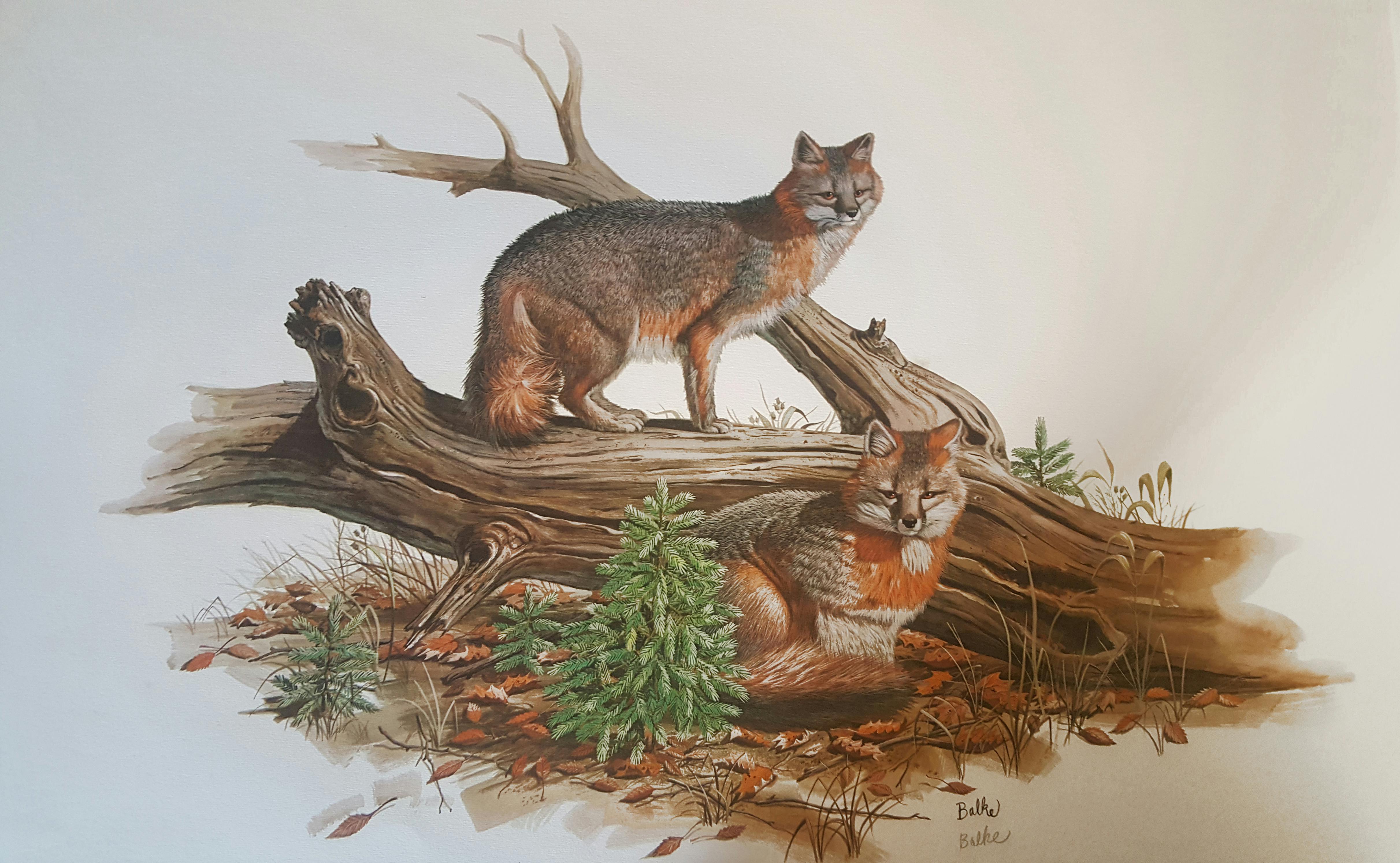 Don Balke Wildlife Prints For Sale | RoGallery