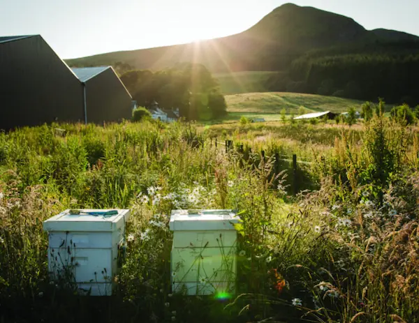 Our History - rosebank