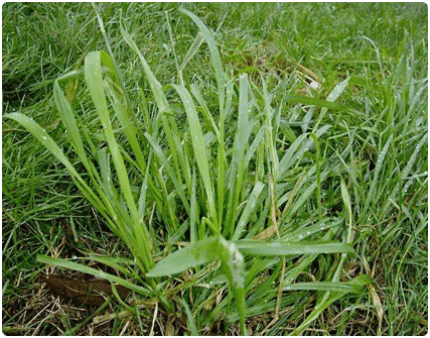 Chiendent : mauvaise herbe chiendent - Desherbant Roundup Jardin