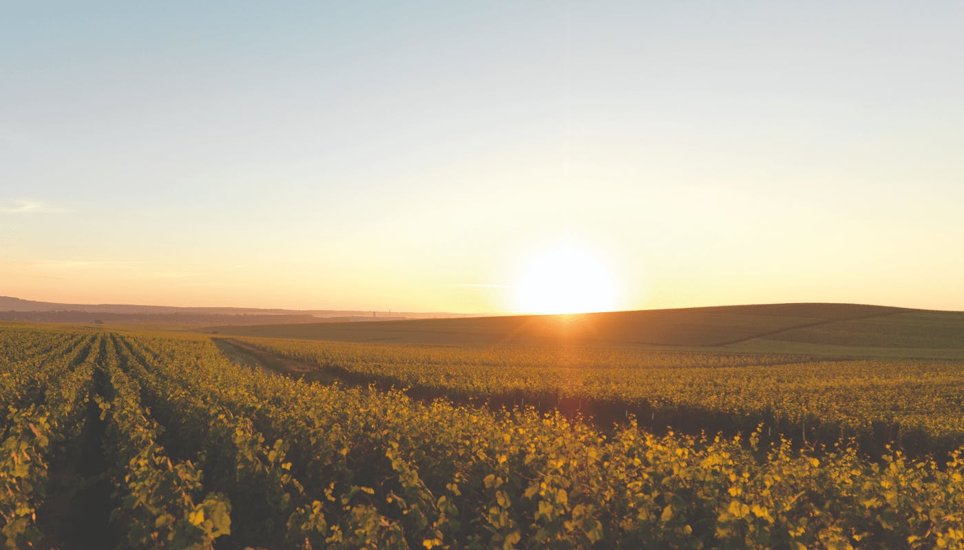 Climate-proof Champagne
