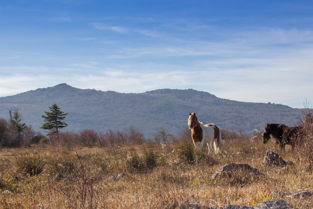 A Guide to Grayson Highlands State Park | RVshare.com