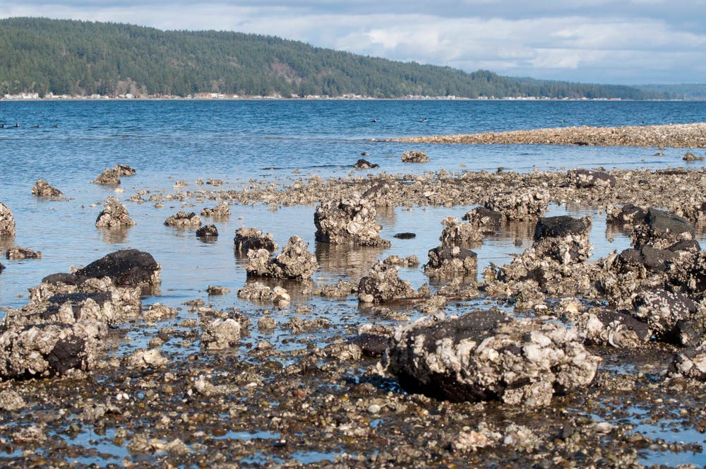 A Guide to Activities & RV Rentals at Potlatch State Park | RVshare