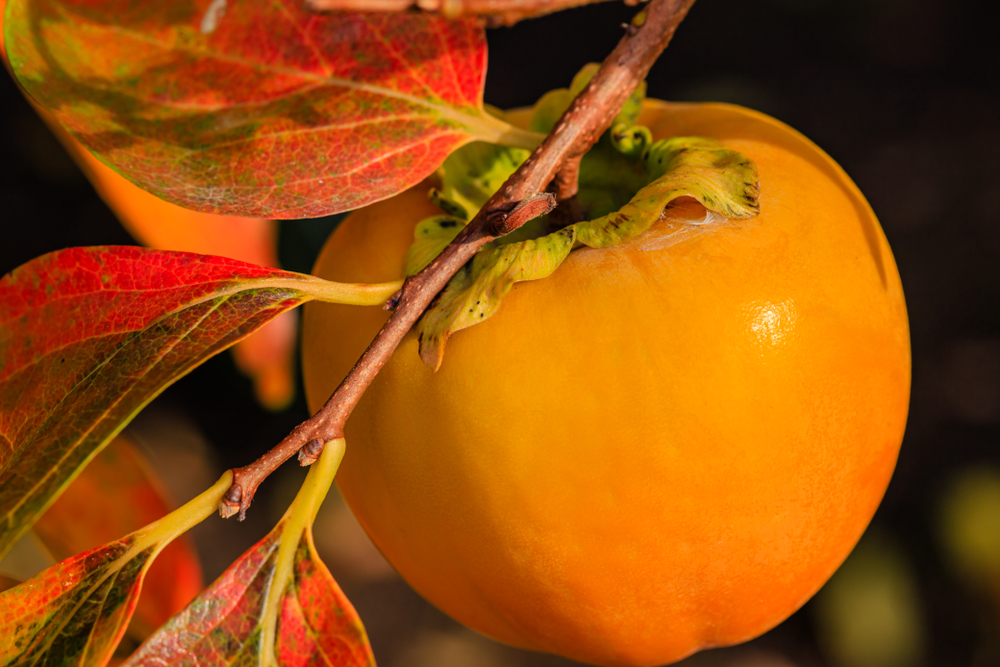 A Guide to Mitchell Persimmon Festival