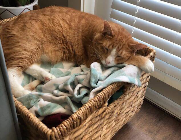 Cat Sleeping Positions and What They Mean | Saatva