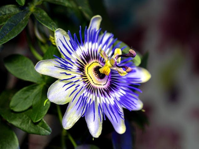 8 Herbs To Help You Sleep Better | Saatva