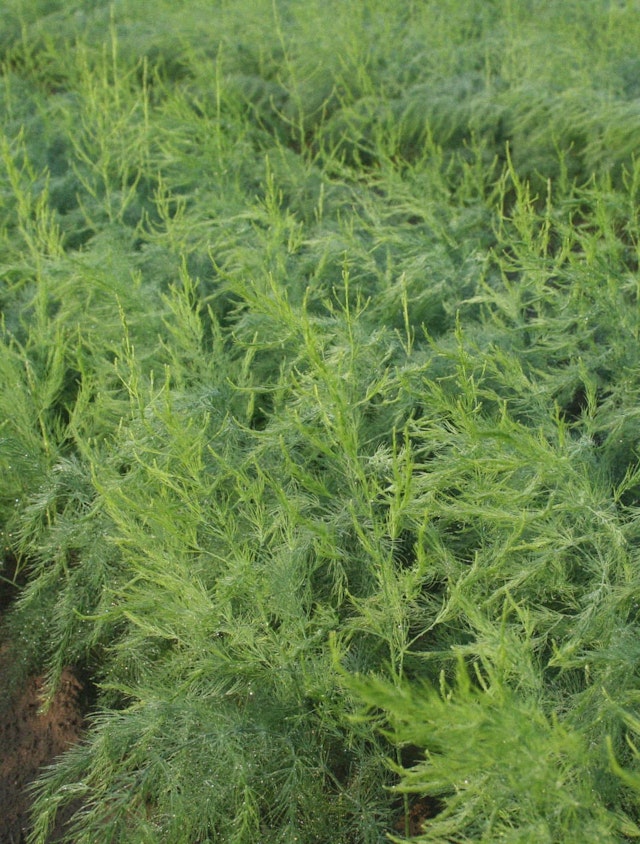 Fresh Asparagus for Retail | Sandy Shore Farms