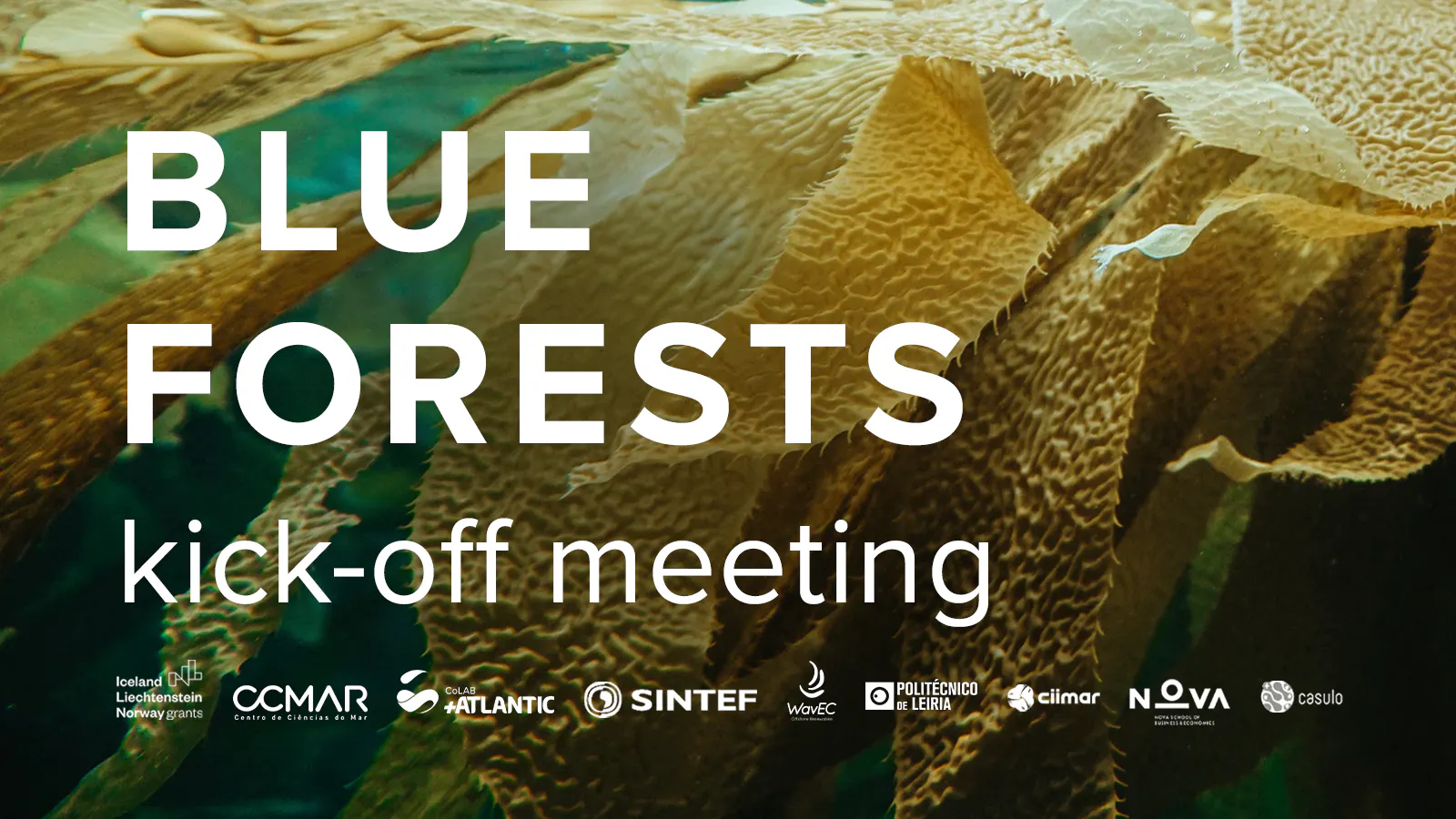 SeaForester partner in new BlueForests project on rebuilding and ...