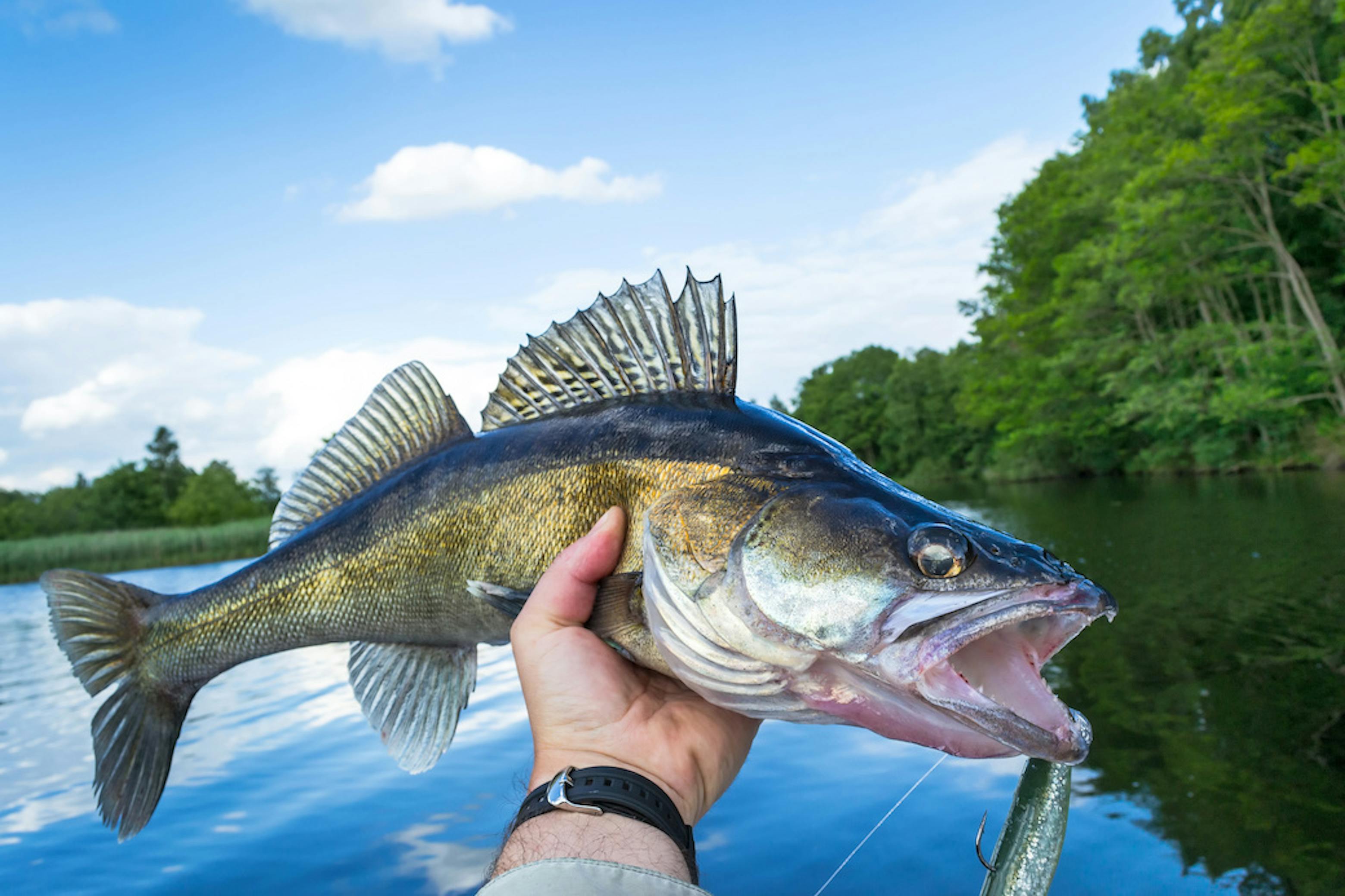 5 Safety Tips for Fishing in Minnesota - SiebenCarey - SiebenCarey