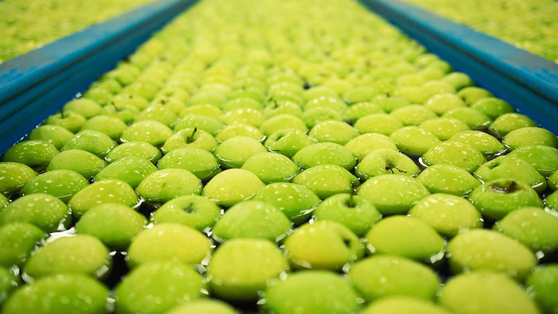 Carga Perecedera: Claves para su Proceso Logístico