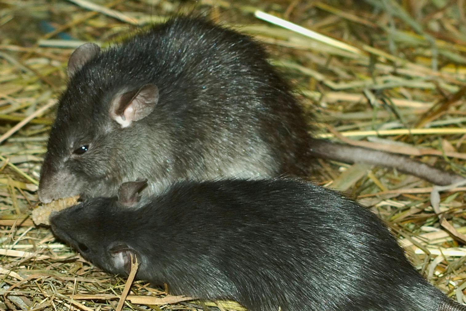 The Black Rat - gone but not forgotten? - Animal - Bite Sized Britain ...