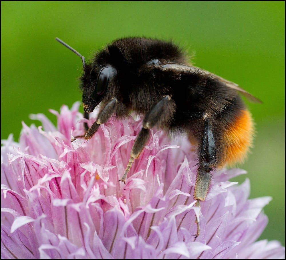 The red-tailed bumblebee - a busy life - Insect - Bite Sized Britain ...