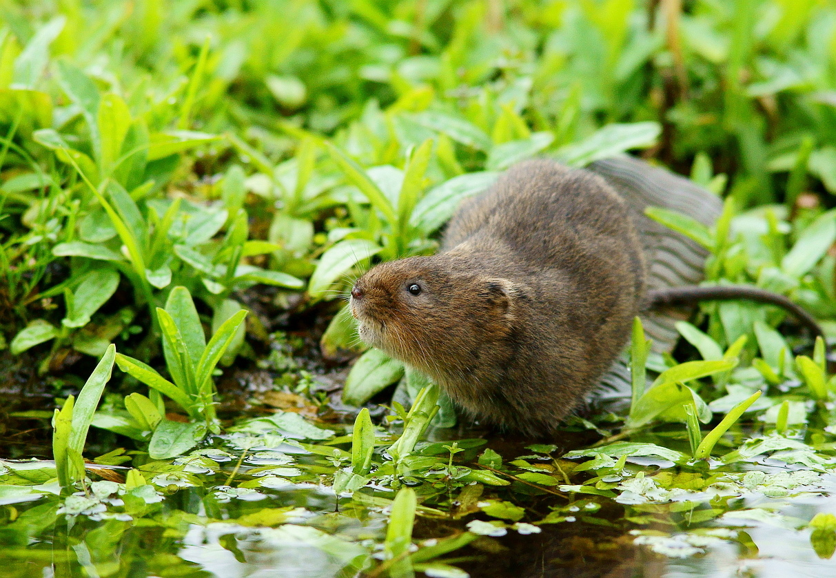 Water vole - more lovable, but much less common, than its cousin the ...