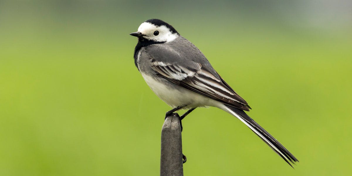 The cheerful and adaptable pied wagtail - Bird - Bite Sized Britain ...