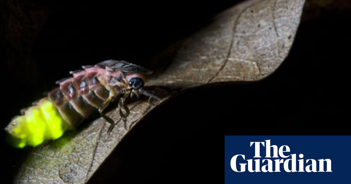 The magical glow worm - Insect - Bite Sized Britain - Britain’s amazing ...