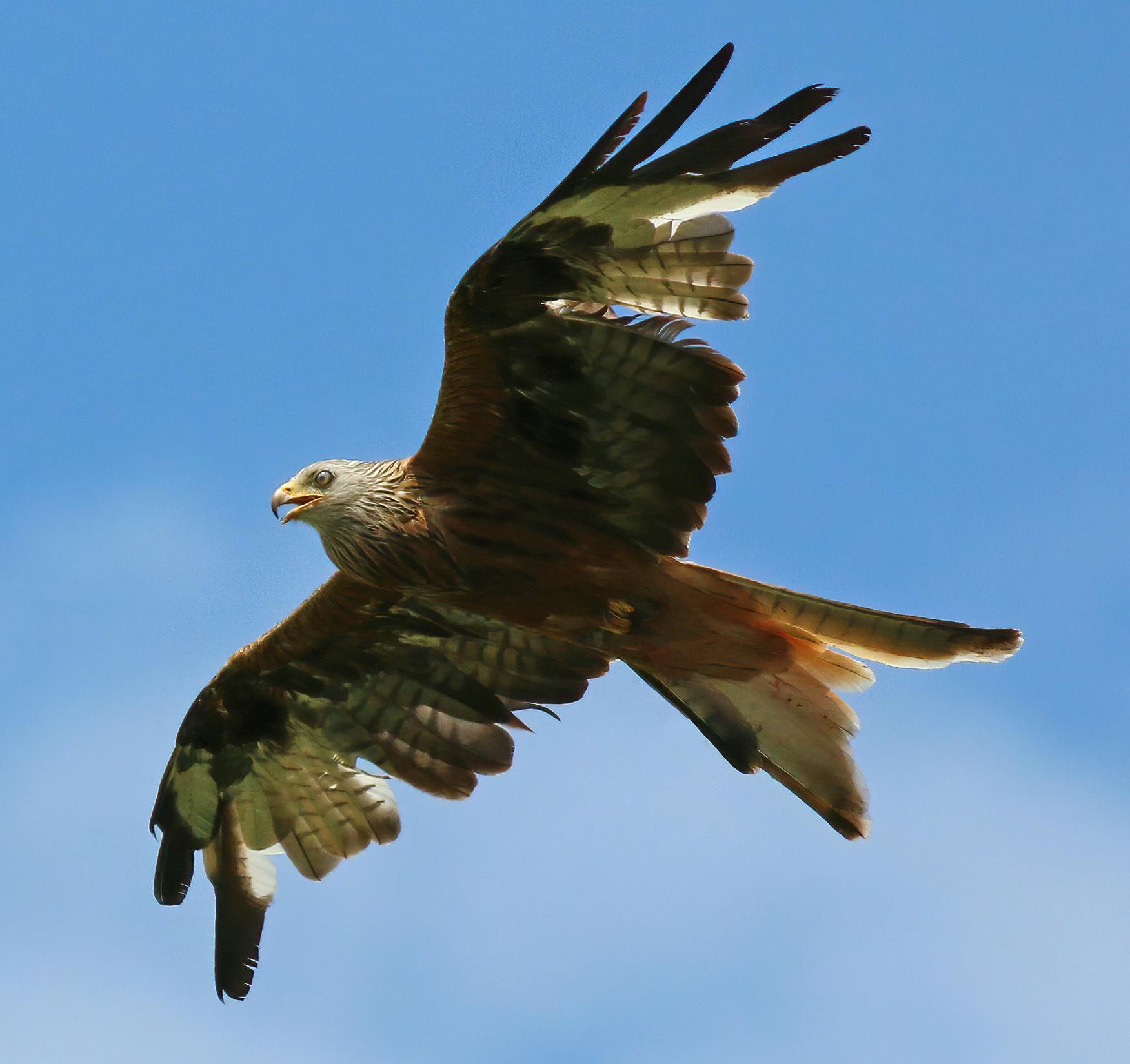 Red Kites - majestically flying again - Animal - Bite Sized Britain ...