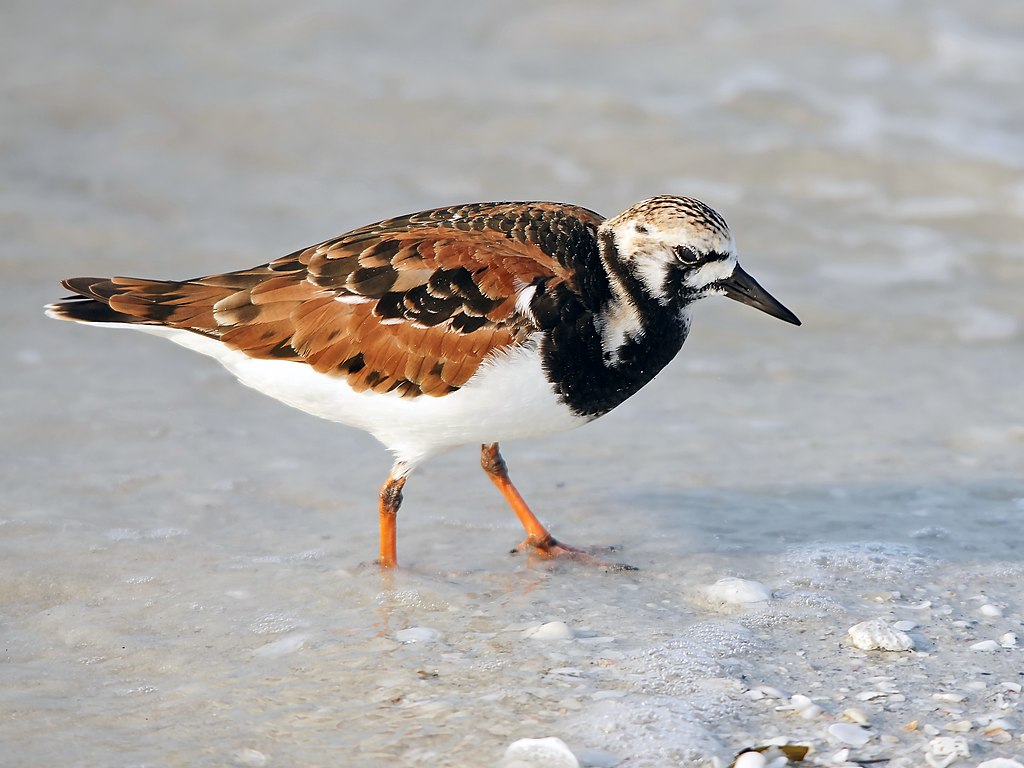Turnstones - charming birds of the beach - Bird - Bite Sized Britain ...
