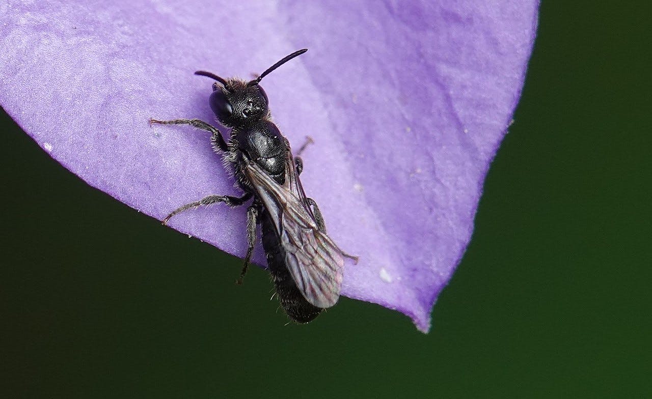 The small scissor bee - our smallest bee! - Insect - Bite Sized Britain ...