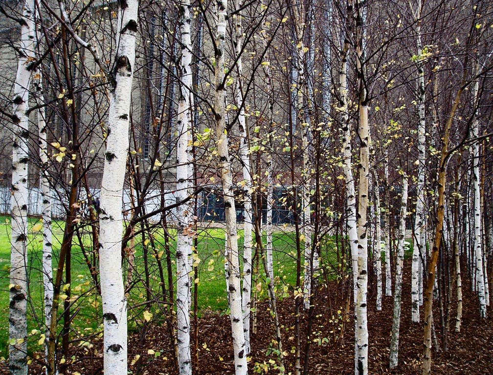 The Silver Birch - a robust and gracious British native tree - Tree ...