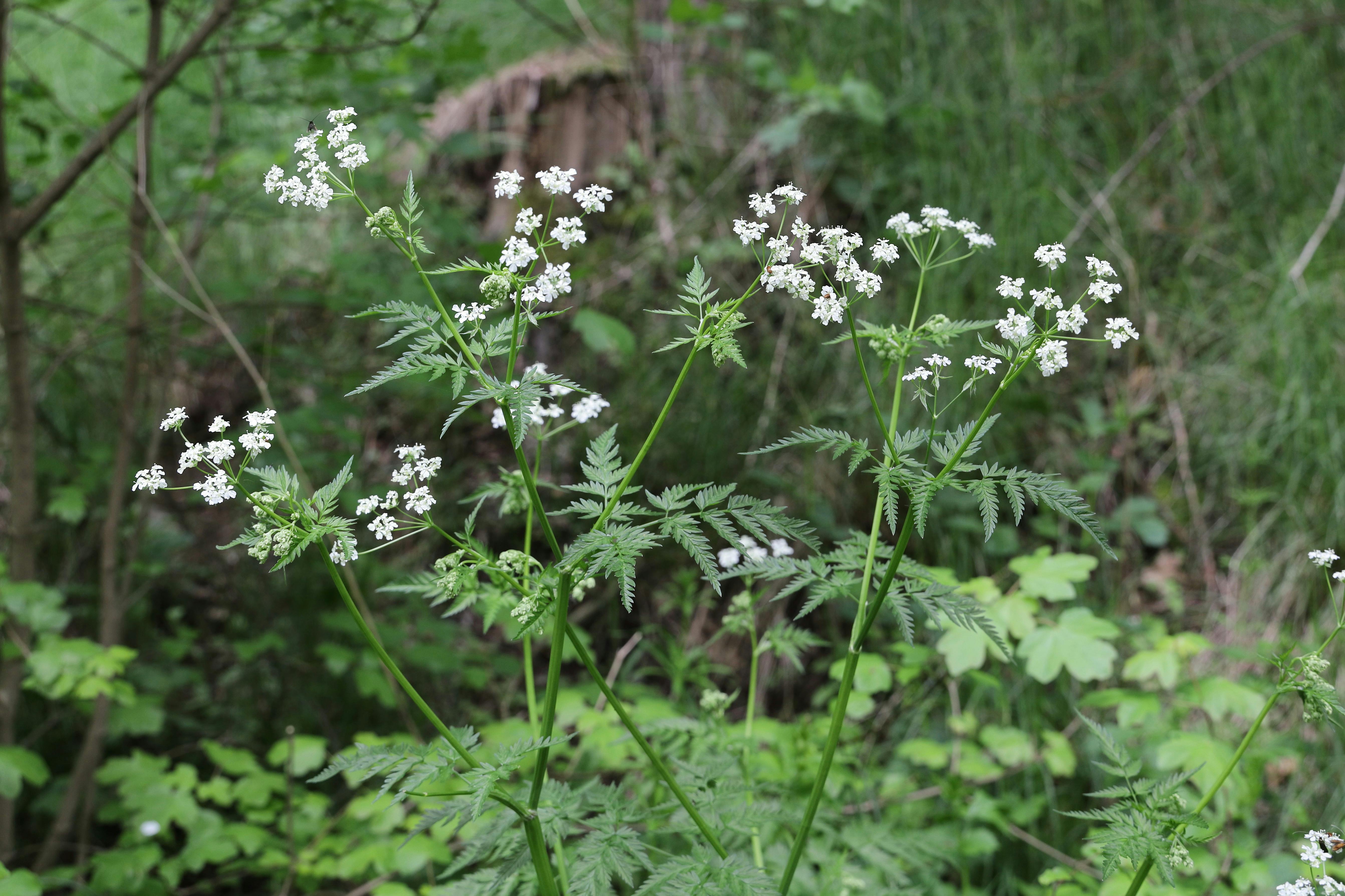 The subtle beauty of Cow Parsley - Plant - Bite Sized Britain - Britain ...