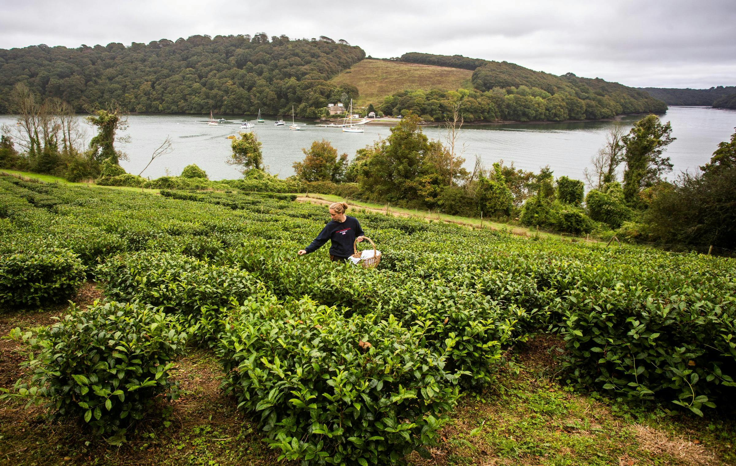 Tregothnan - home of Cornish tea! - Place - Bite Sized Britain ...