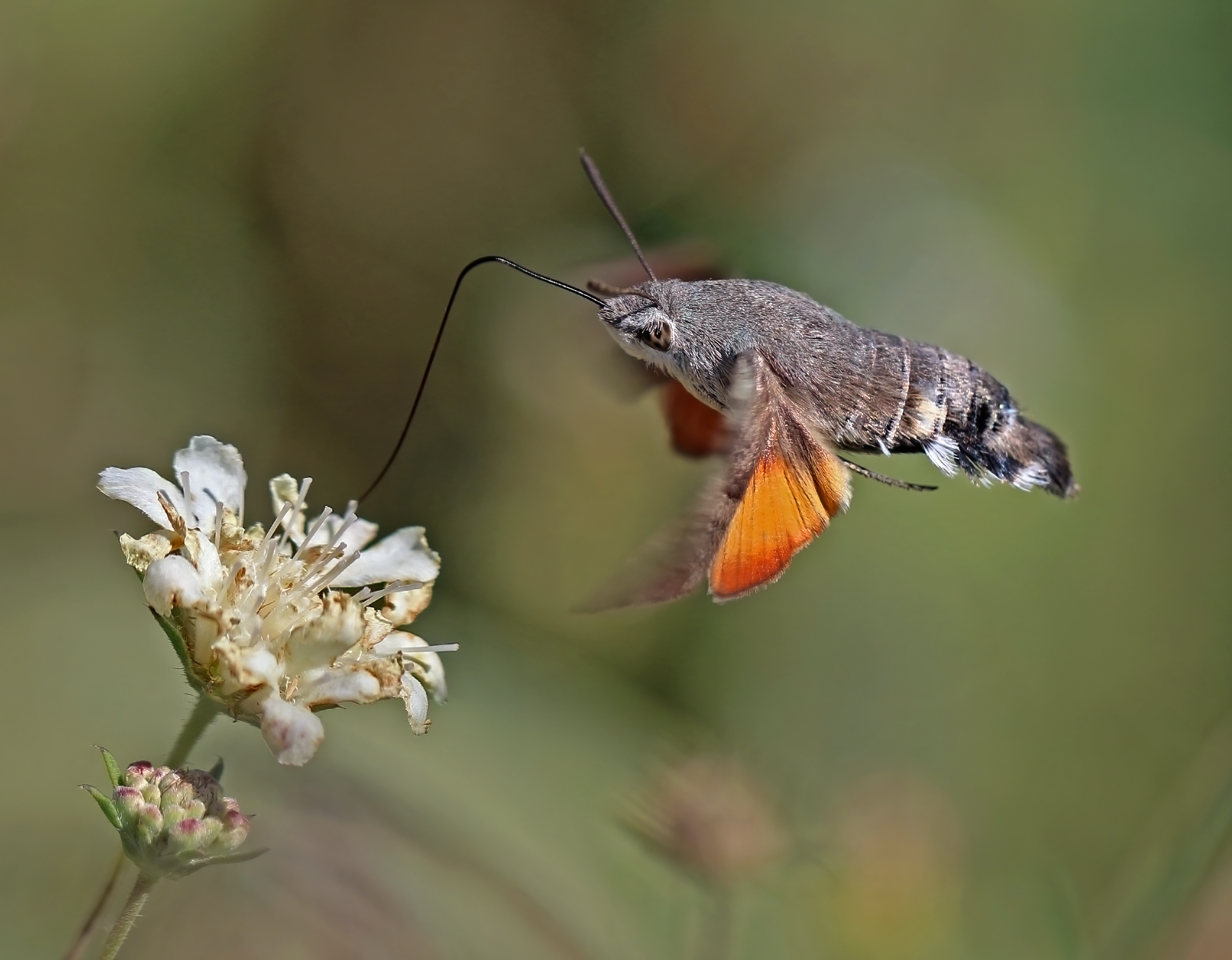 Hummingbird hawk-moth - Britain's frenetic flier - Insect - Bite Sized ...