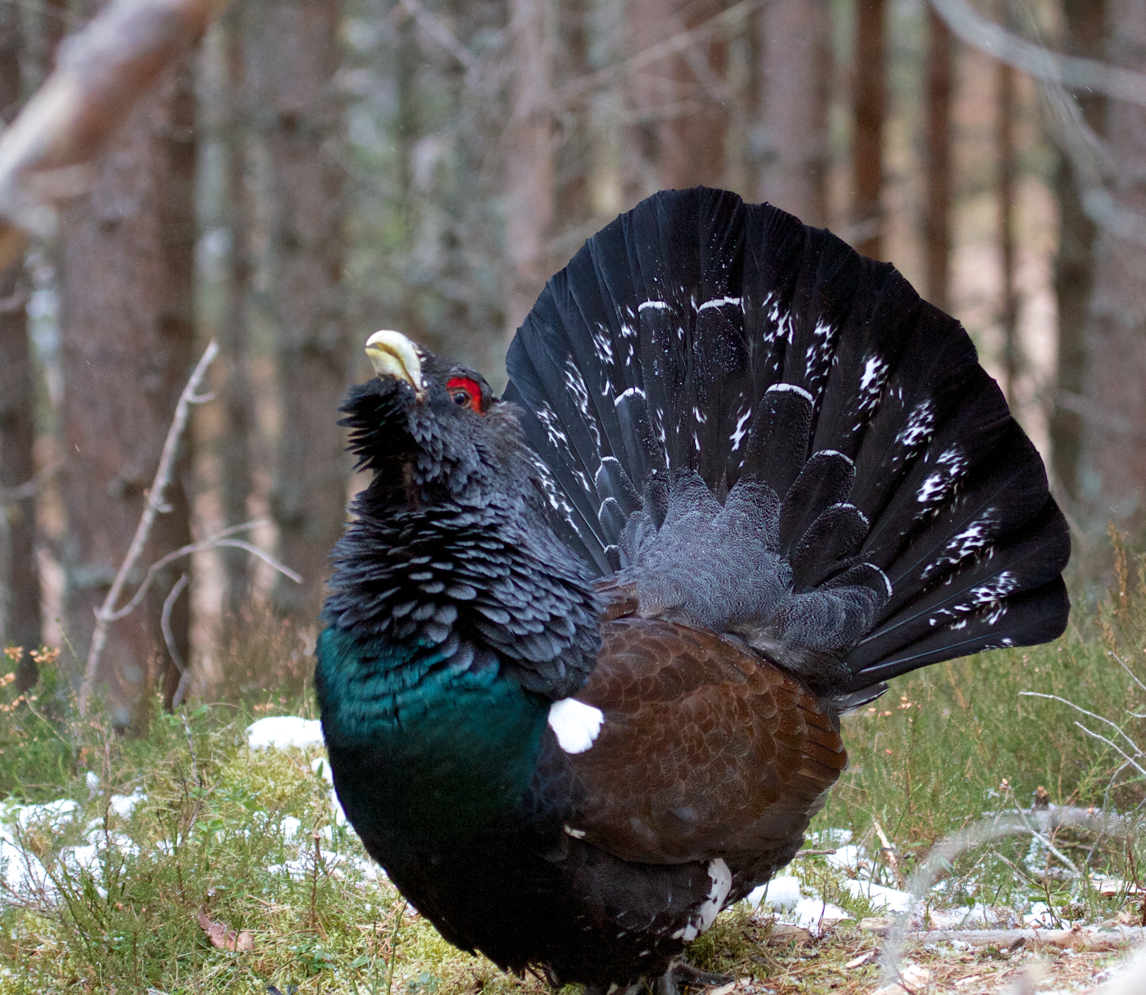 The Capercaillie - an elusive Scottish bird in danger of extinction ...