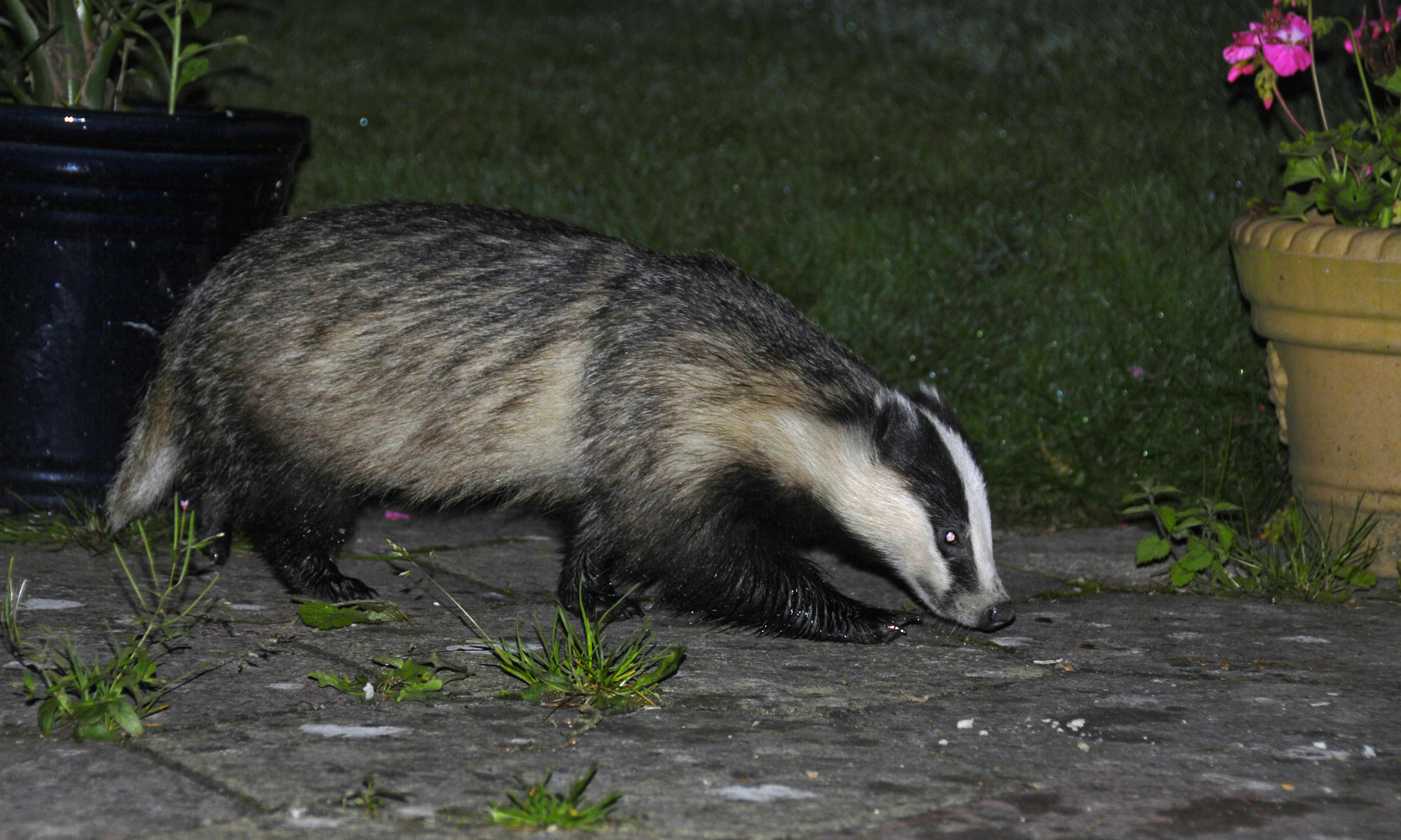 The badger - Britain's largest predator! - Animal - Bite Sized Britain ...