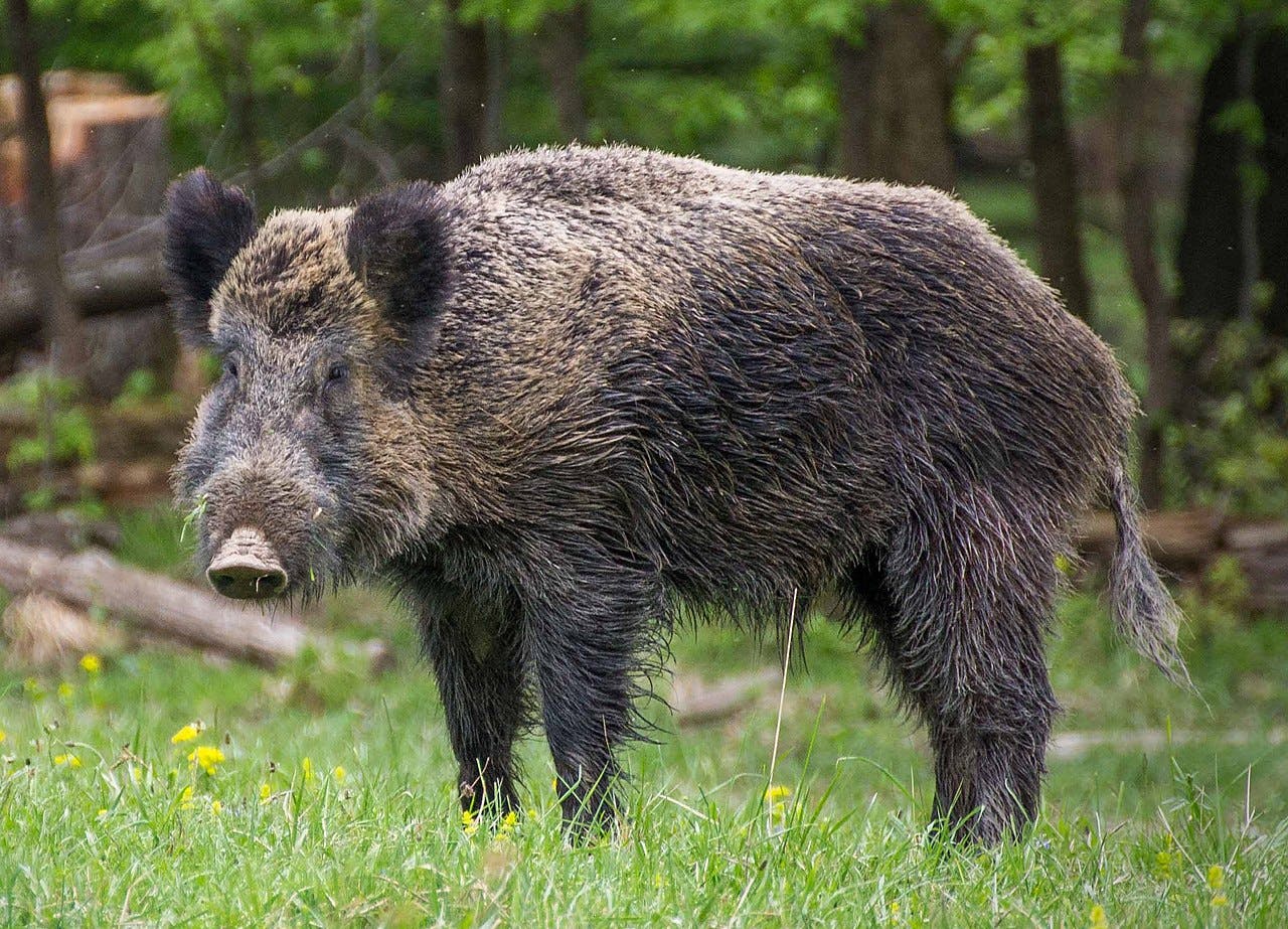 British Boar - Animal - Bite Sized Britain - Britain’s amazing history ...