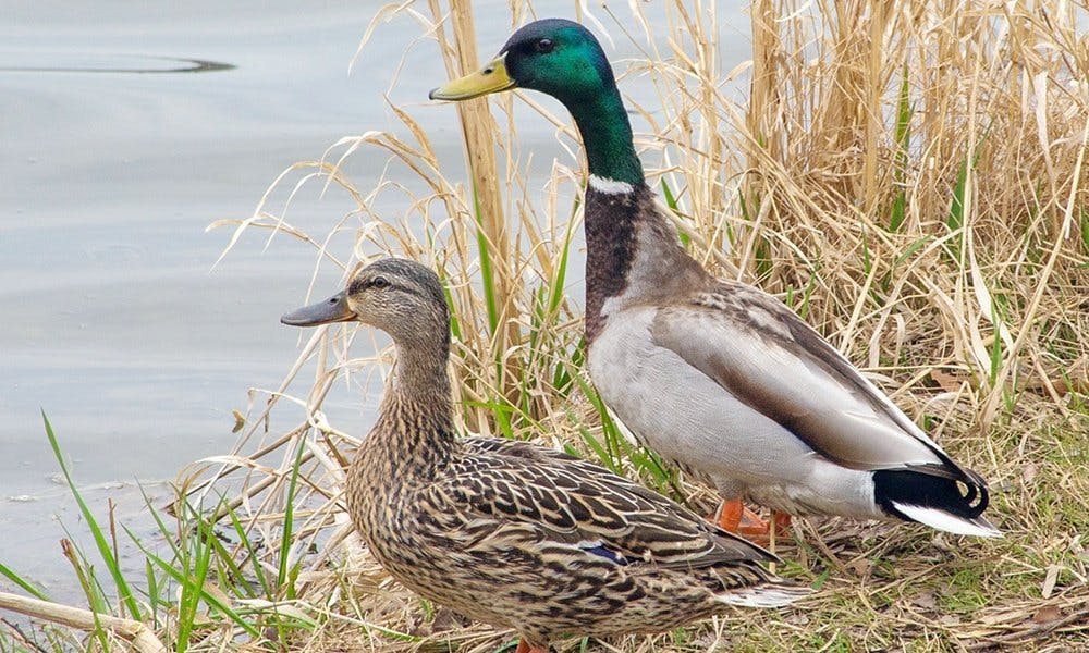 The mallard - our best known duck - Bird - Bite Sized Britain - Britain ...