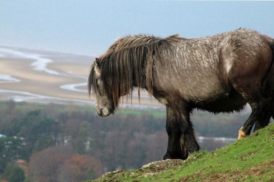 Snowdonia's unique Pony breed - Animal - Bite Sized Britain - Britain’s ...