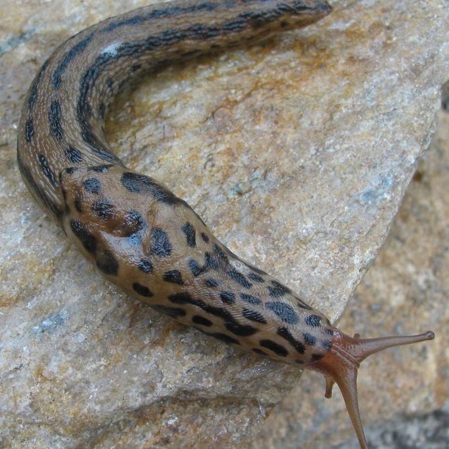 The leopard slug - the gardener's friend - Animal - Bite Sized Britain ...