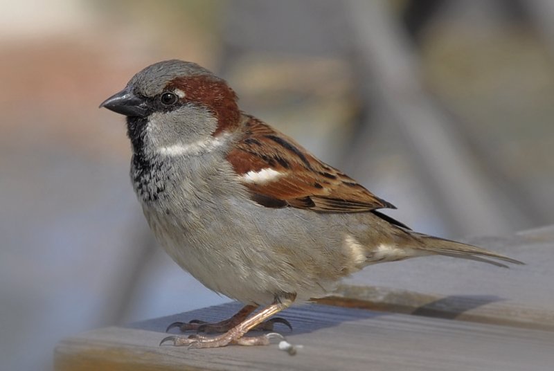House sparrow - Mankind's feathered companion - Bird - Bite Sized ...