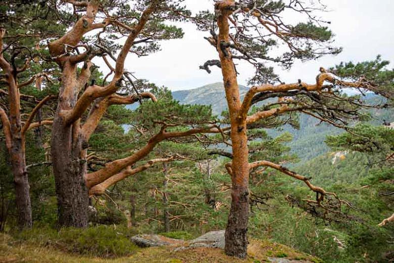 Scots pine - our only native pine tree - Tree - Bite Sized Britain ...