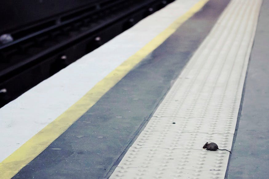 Tube mice - deep down underground dwellers - Animal - Bite Sized ...