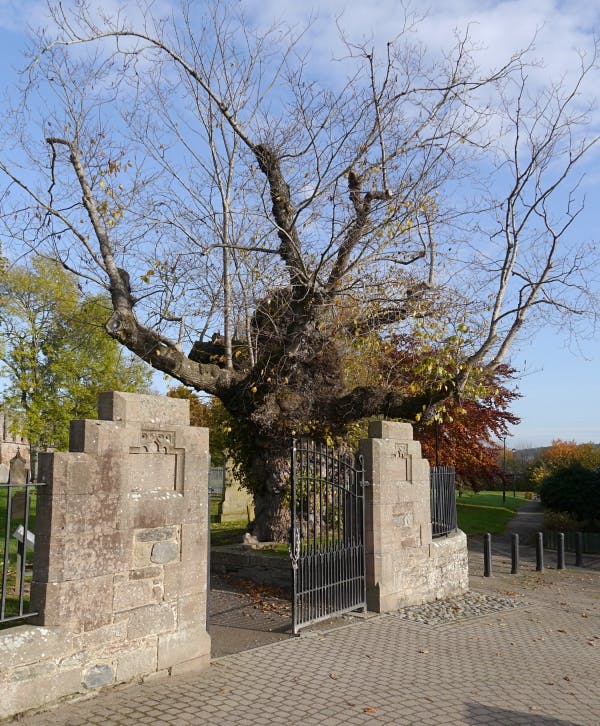The Beauly Elm - Tree - Bite Sized Britain - Britain’s amazing history ...