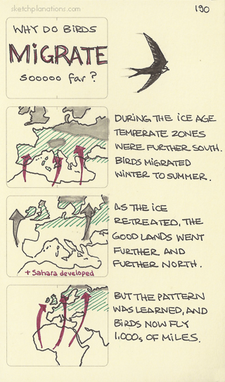 Why do birds migrate sooooo far? - Sketchplanations