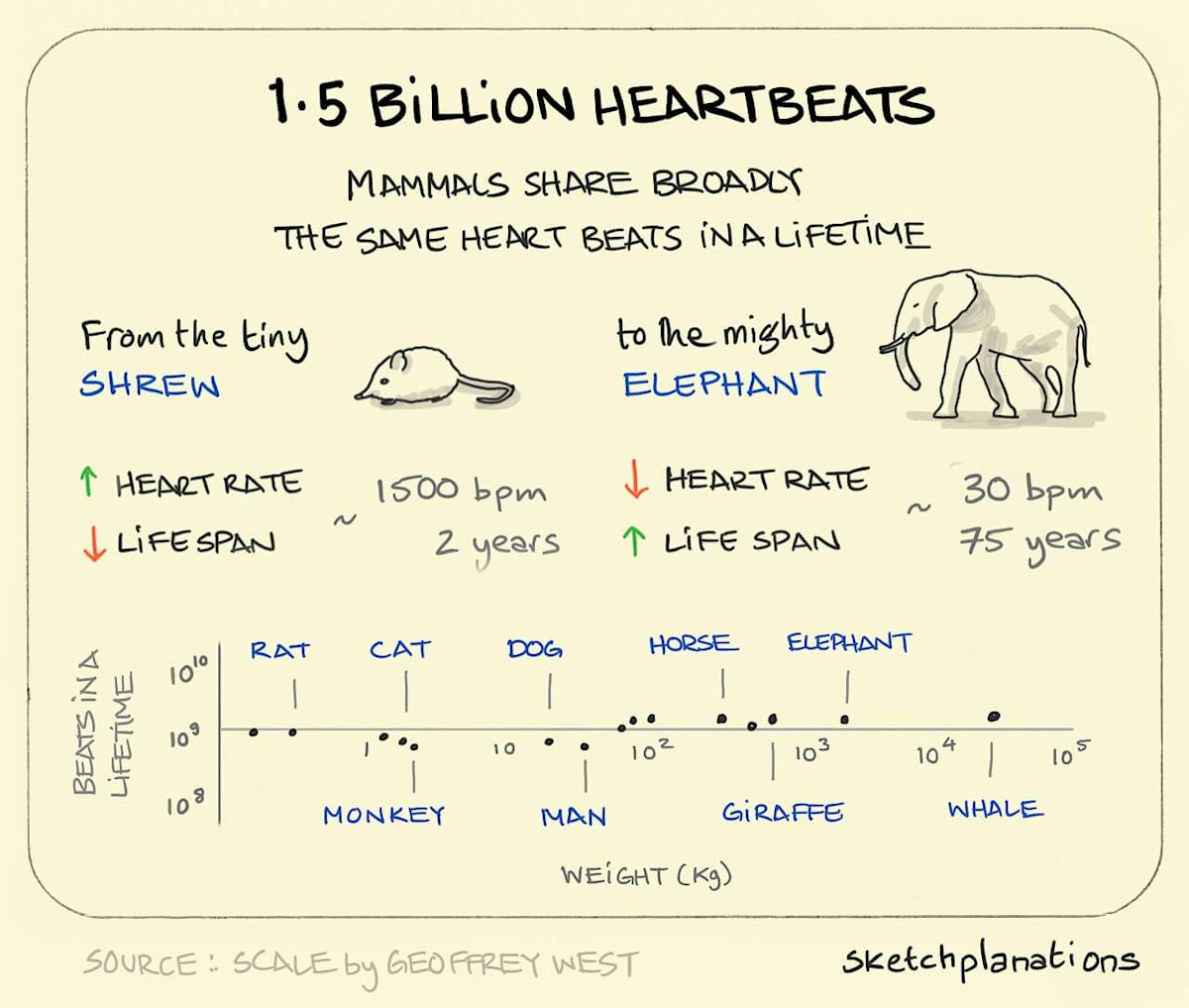 1.5 billion heartbeats in a lifetime - Sketchplanations