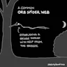 A common orb spider web - Sketchplanations
