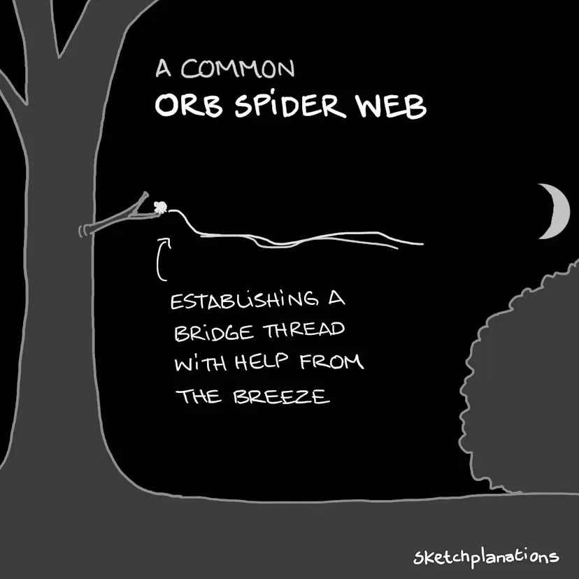 A common orb spider web - Sketchplanations