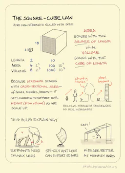 The Square-Cube law - Sketchplanations